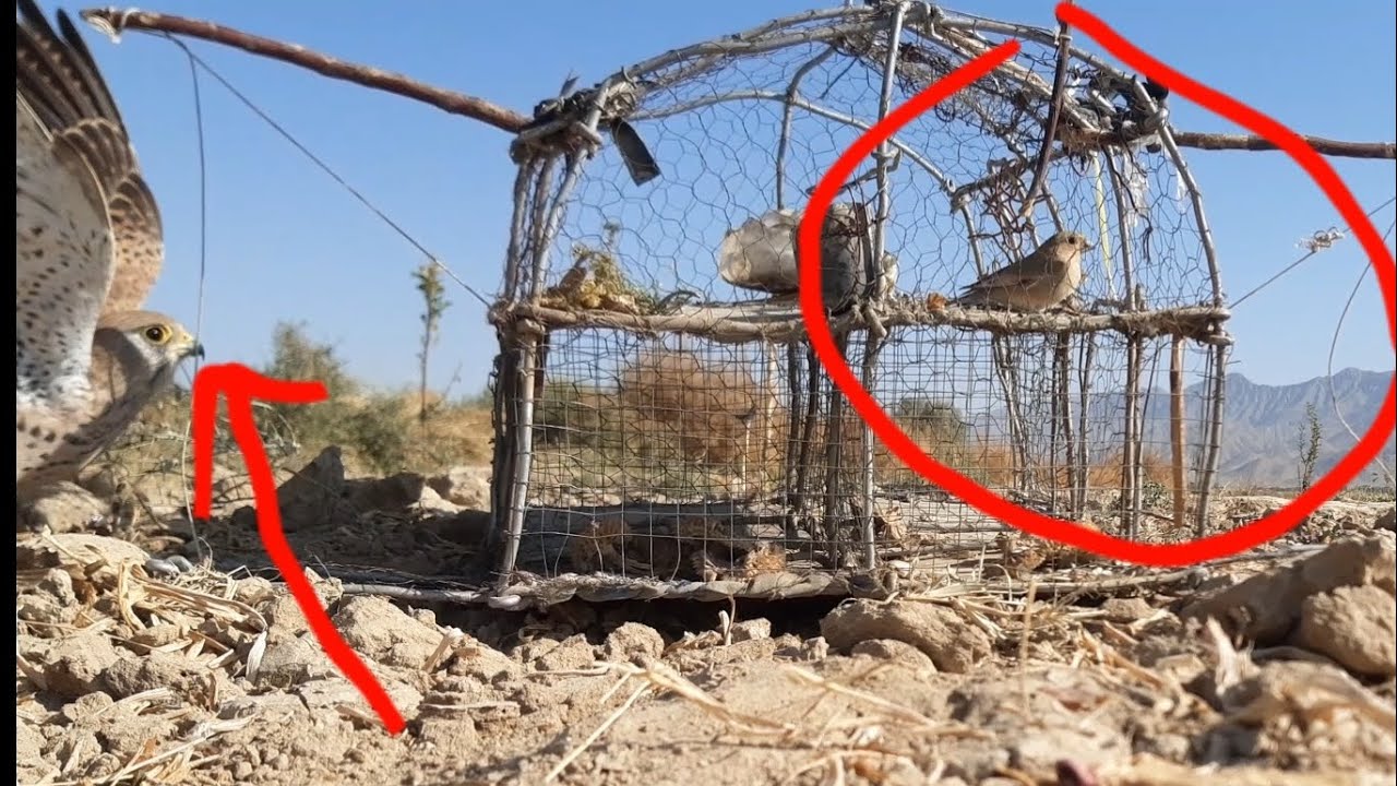 Pakistani birds😱 😱video 4k 😱😱😱😱😱hunting in this birds - YouTube