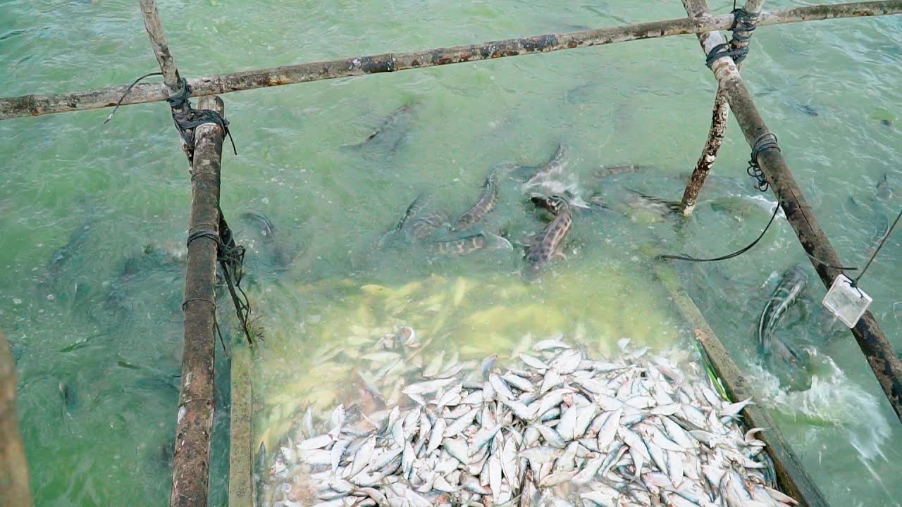 Channa micropeltes Fish farm It eats fish for food | Floating Village ...