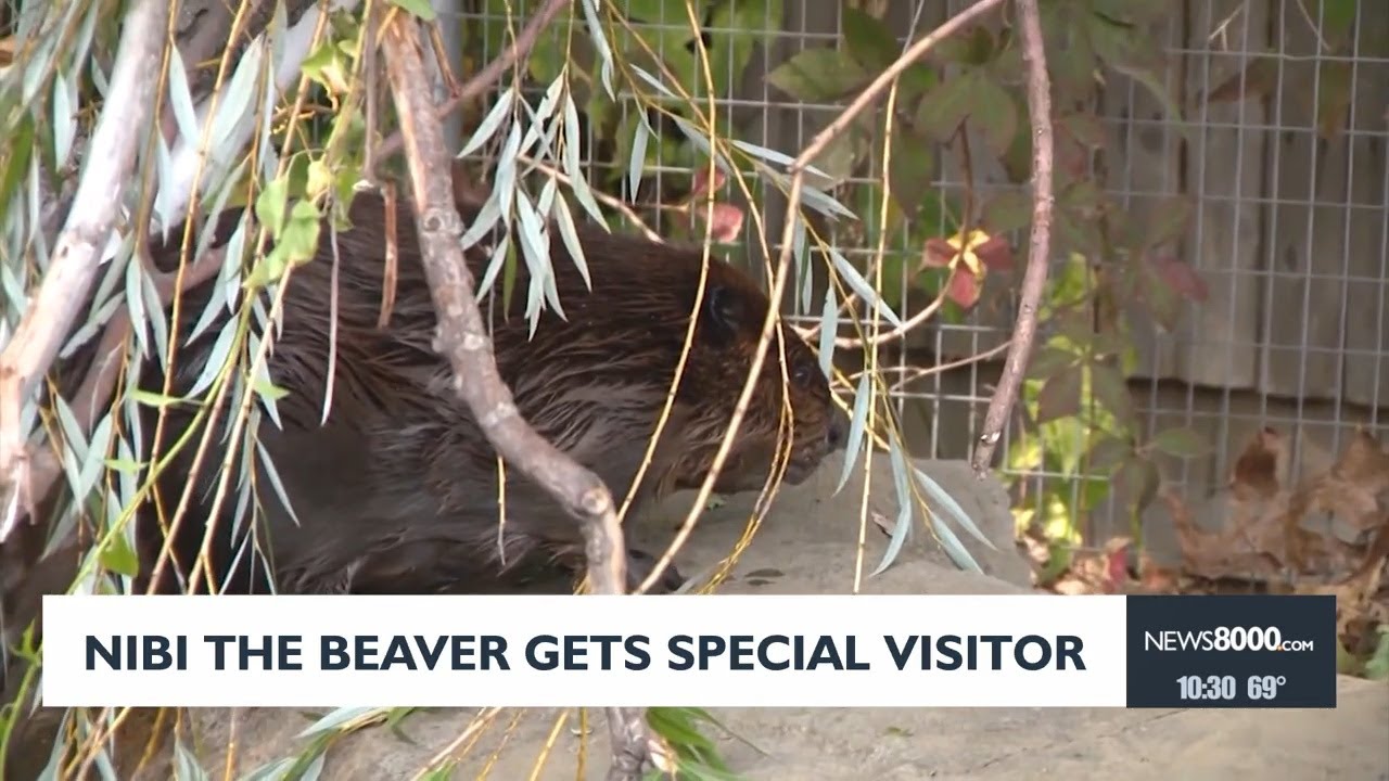 Nibi the Beaver Gets a Special Visitor - YouTube