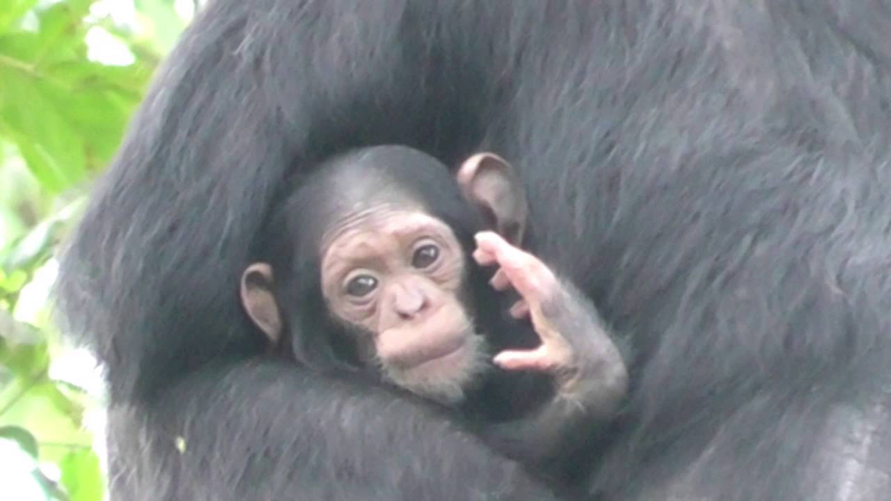 ALERT: Cute Baby Chimps Ahead! - YouTube
