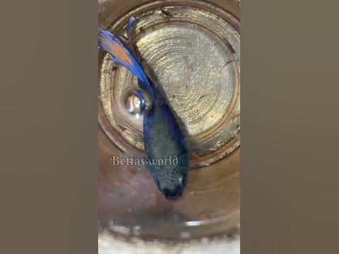 🦠 How to cure betta from droppsy 🥹in Tamil bettas world #trending #shorts #importedfish - YouTube