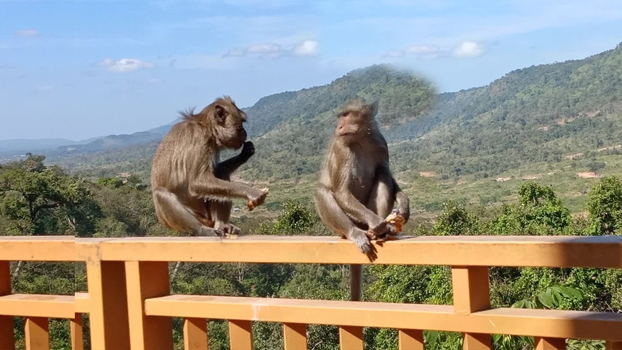 Wow, this monkey eats another chicken - YouTube