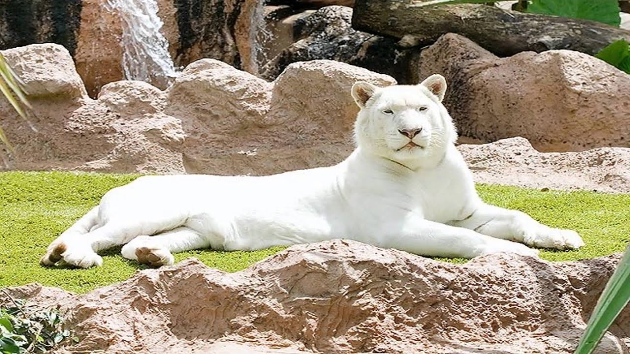 Los Animales Albinos Mas Bellos - YouTube