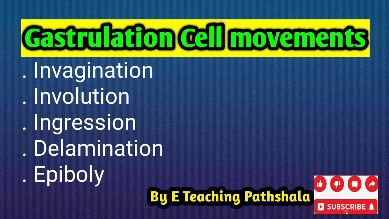 gastrulation| morphogenic movements|Invagination| Involution ...