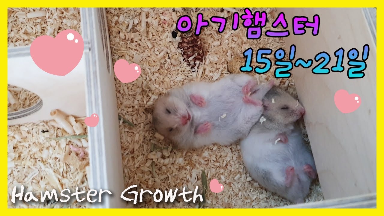 골든 햄스터 성장 과정 [15~21일] / Baby Golden Hamster Growth - YouTube
