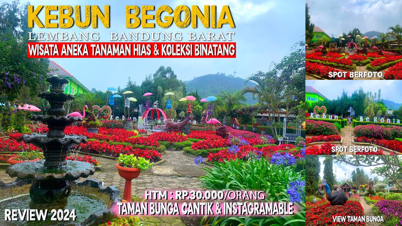 KEBUN BEGONIA..!! LEMBANG BANDUNG BARAT-WISATA ANEKA TANAMAN HIAS ...
