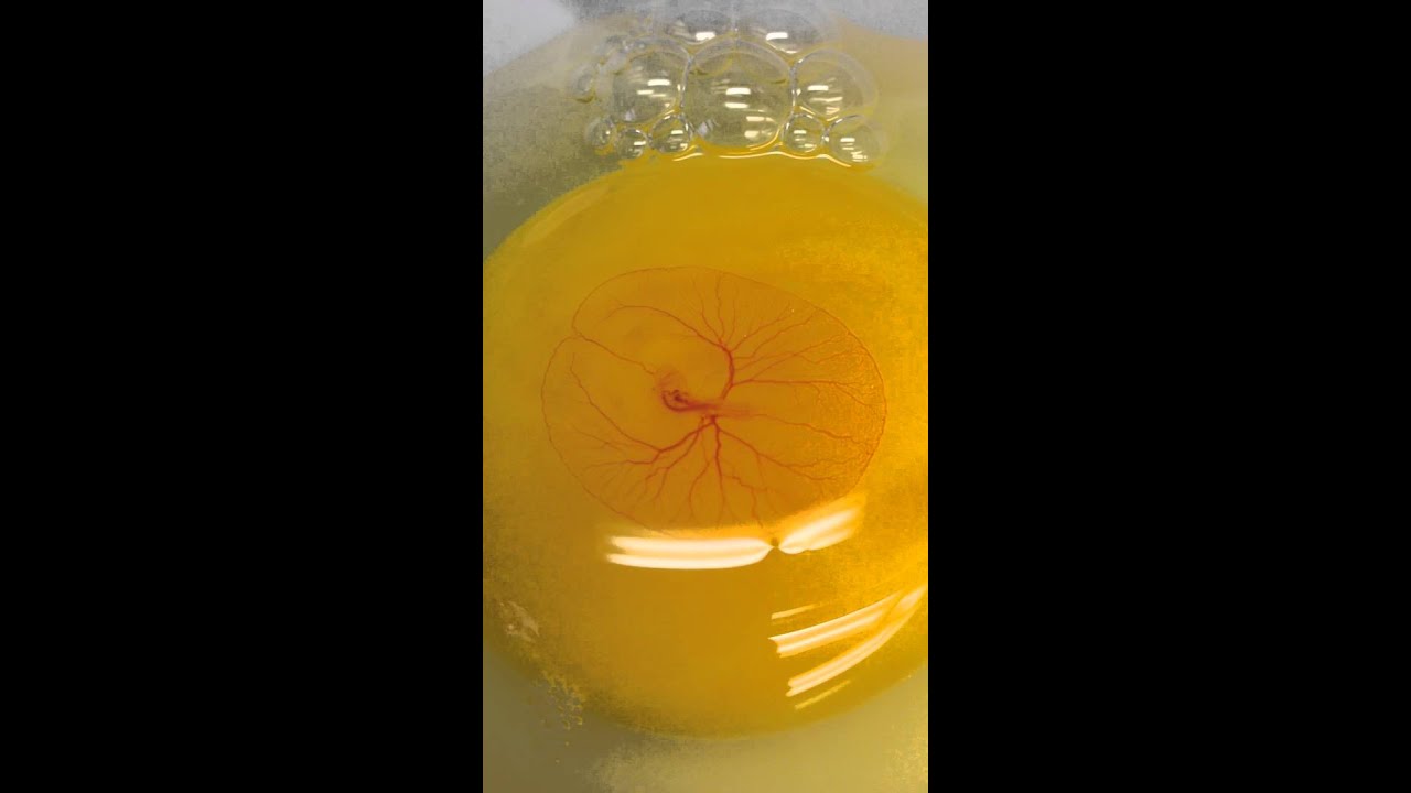 Chick embryo heart beating - YouTube