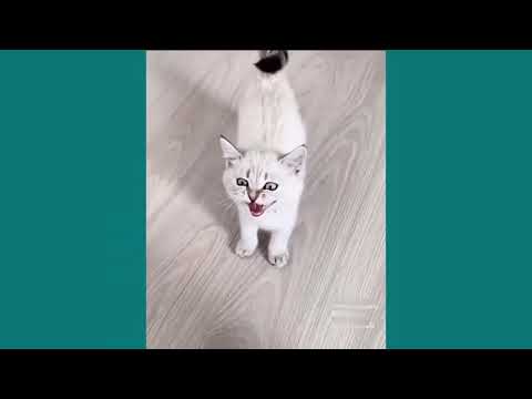 Baby Cats Video - Cute Pets And Funny Animals 2021 - Compilation
