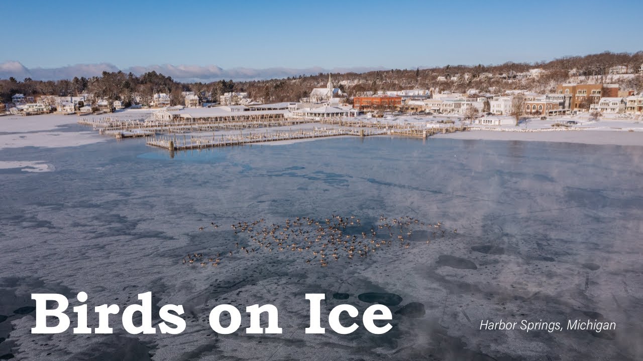 Birds on Ice - YouTube