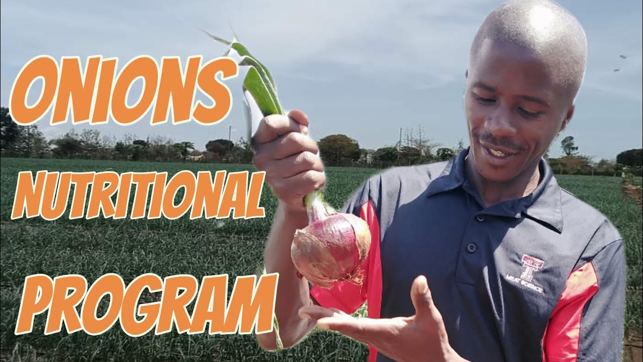 Onions Farming Nutrition Program from Planting to Harvesting #garden # ...