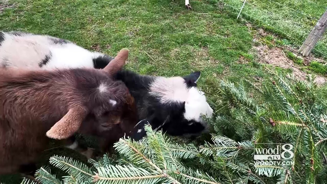 'They love it': Goats eat old Christmas trees - YouTube