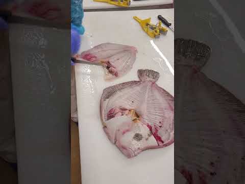 filet de turbo #fish #cooking #tiktok #restaurant #skills