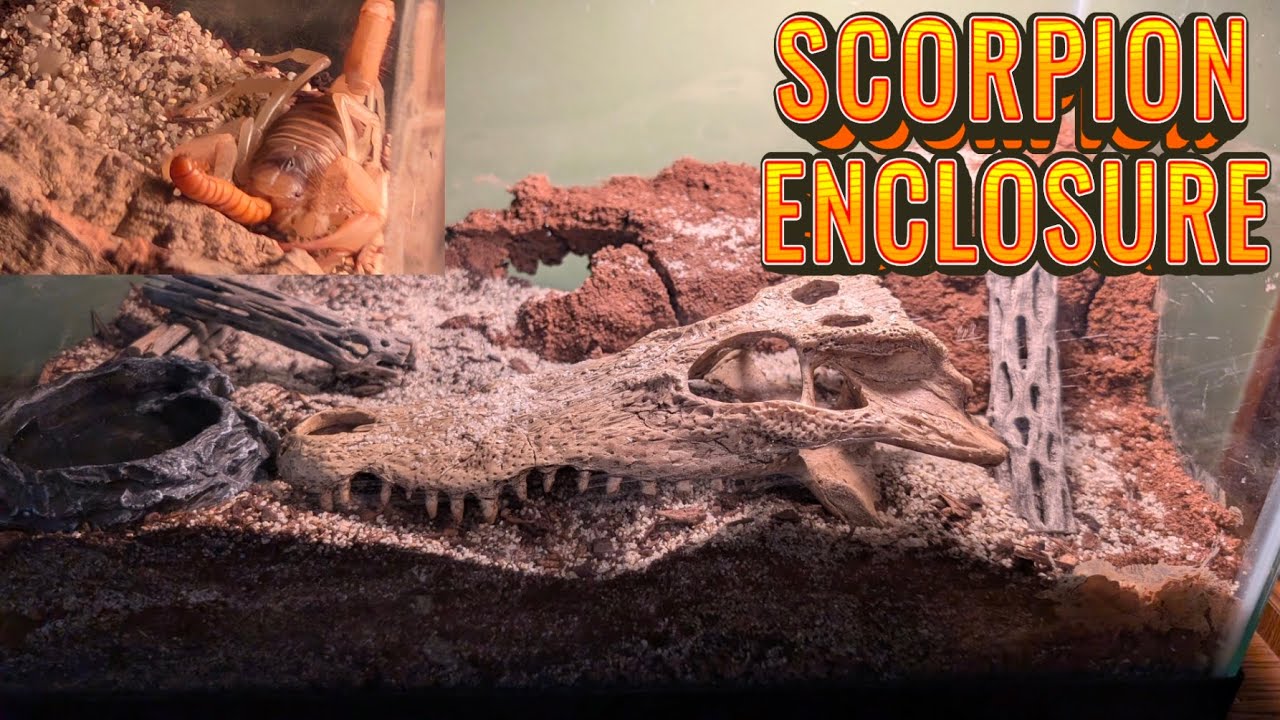 Desert Hairy Scorpion Enclosure Build - YouTube