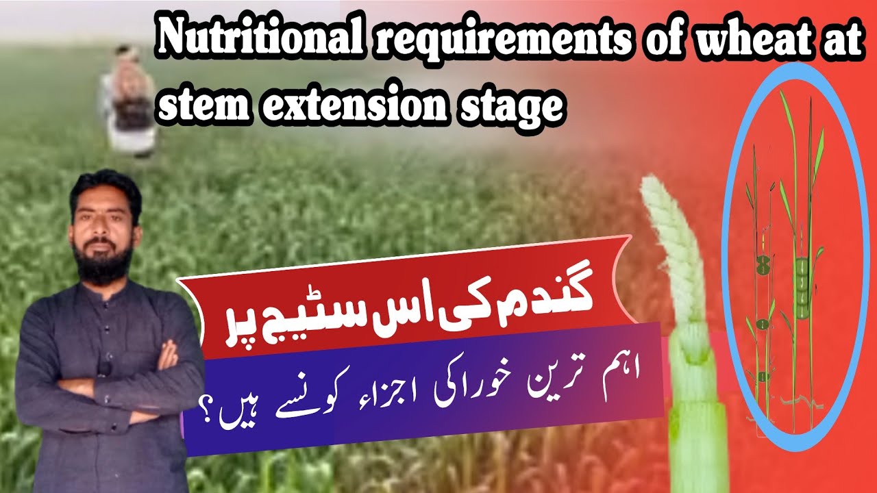 The most important nutrients in wheat stem extension stage? - YouTube