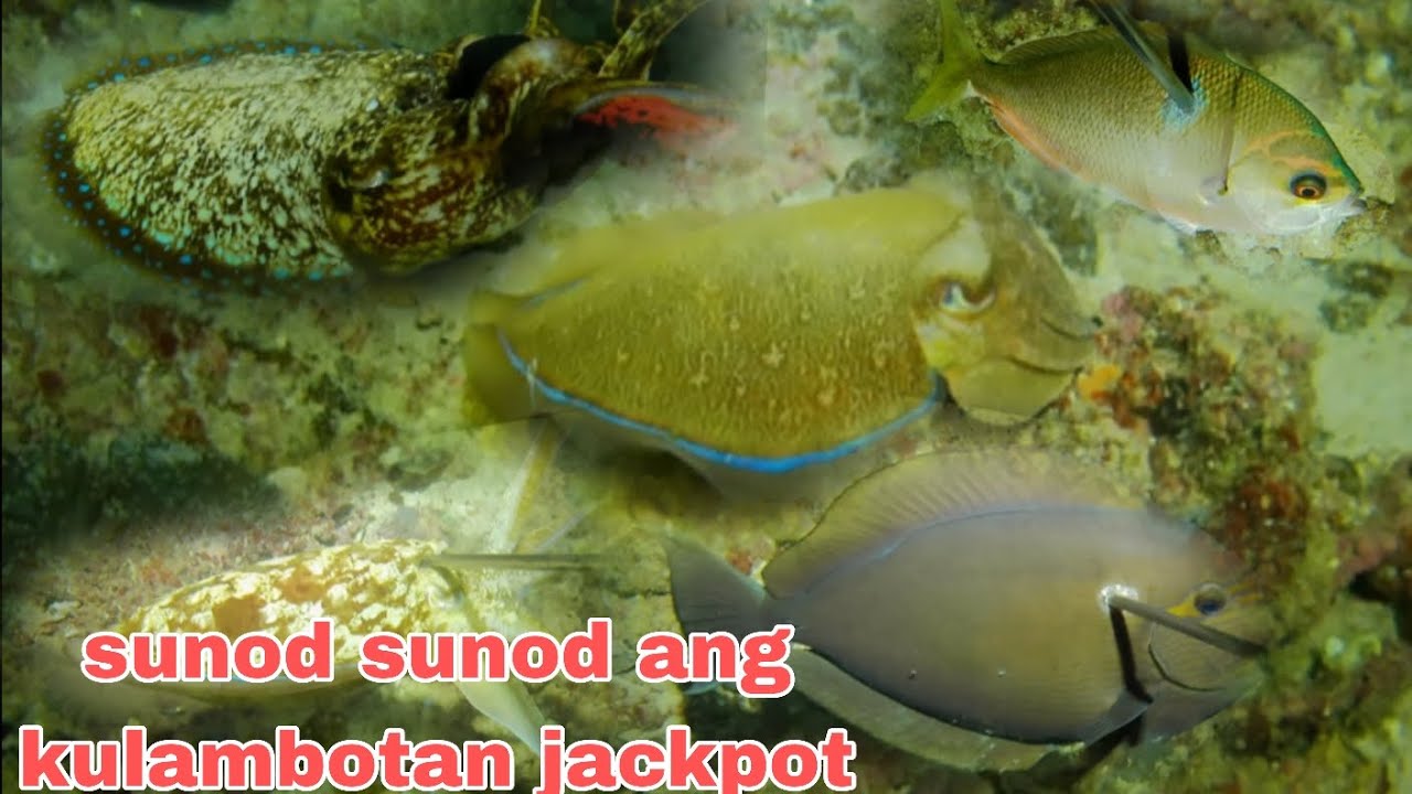 EP201 #sunod sunod ang kulambotan jackpot #nigth spearfishing ...