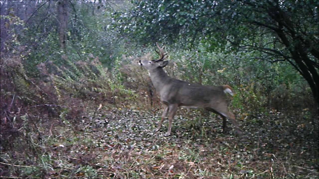 9-Point Whitetail Deer Buck and Some Rut Behaviour - YouTube