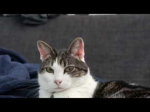 Hevanların ALLAH adını çəkməsi