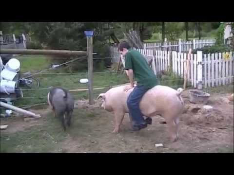 Riding Pigs