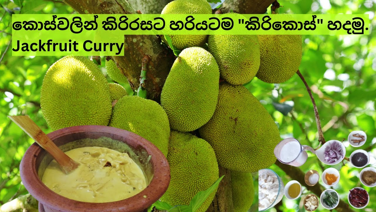 How to make raw jackfruit as a curry? kos kariya, kirikos maluwa - YouTube