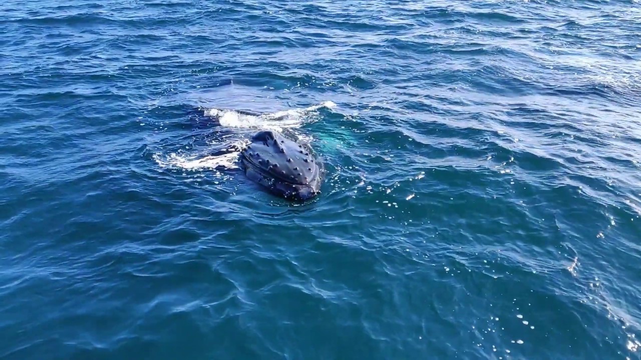 Humpback whale head out- West Cork May 2019 - YouTube