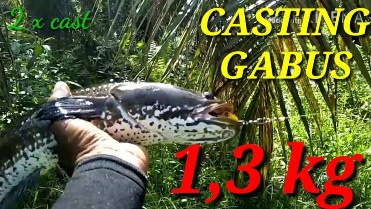 mancing gabus besar | gabus hitam | gabus rawa | soft frog - YouTube