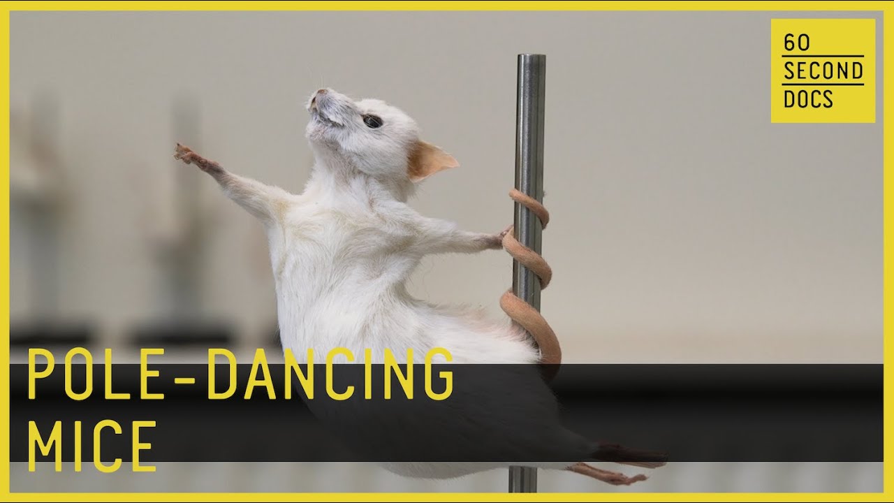 Pole-Dancing Taxidermy Mice - YouTube