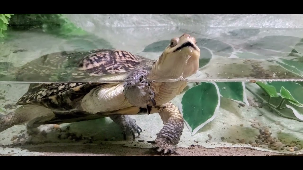 Goth Turtle - YouTube