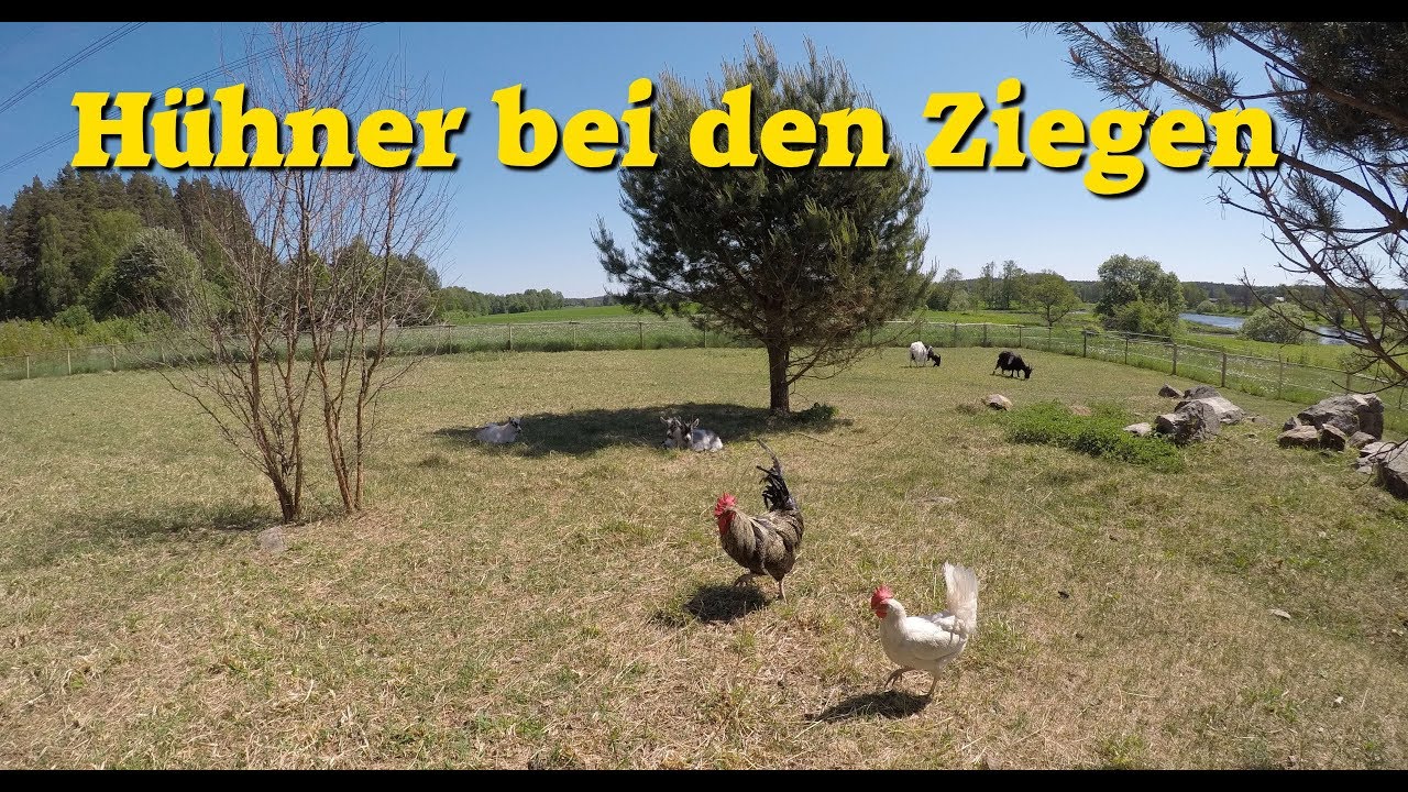 Experiment Tier-WG: Hühner im Ziegenstall - Ziegen im Hühnerstall - YouTube