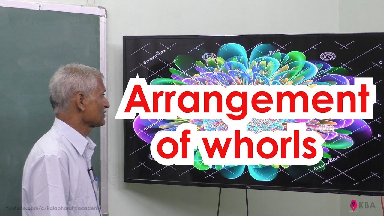 19.Botany | Reproductive Morphology | Arrangement of whorls - YouTube