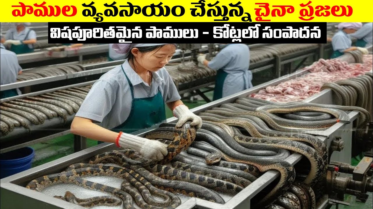Snake Farming Village in china | Most Dangerous Village | Snake Videos ...