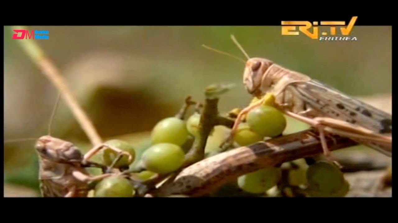 ፍረ ጻዕሪ - ኣንበጣ ምድረ በዳ - ባህርያትን ኣገባብ ቁጽጽርን | Efforts to control desert ...