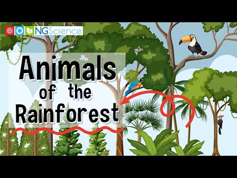 Animals of the Rainforest
