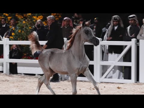 The most iconic Arabian Straight Egyptian farm: Al Waab Stud in Qatar ...