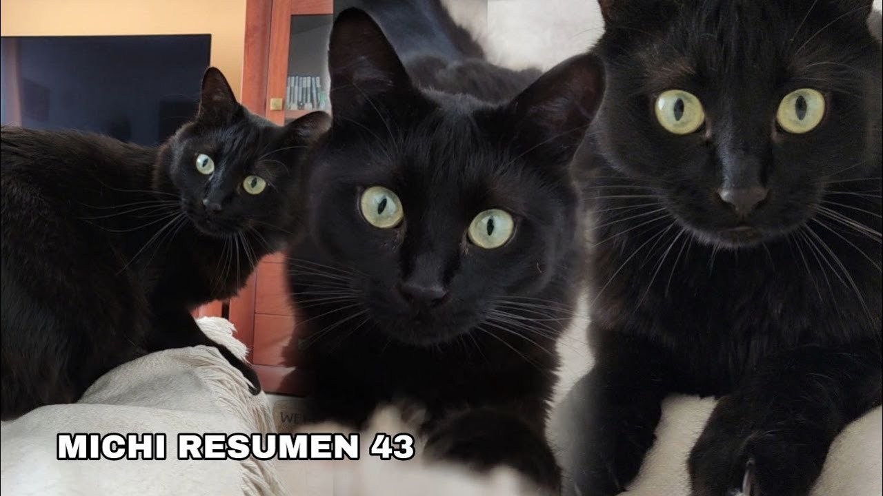 MICHI RESUMEN 43 Recopilatorio de la semana - YouTube