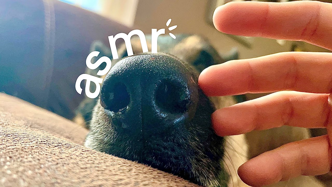 DOG ASMR + Dog Toy Haul - Tapping Scratching lofi - YouTube