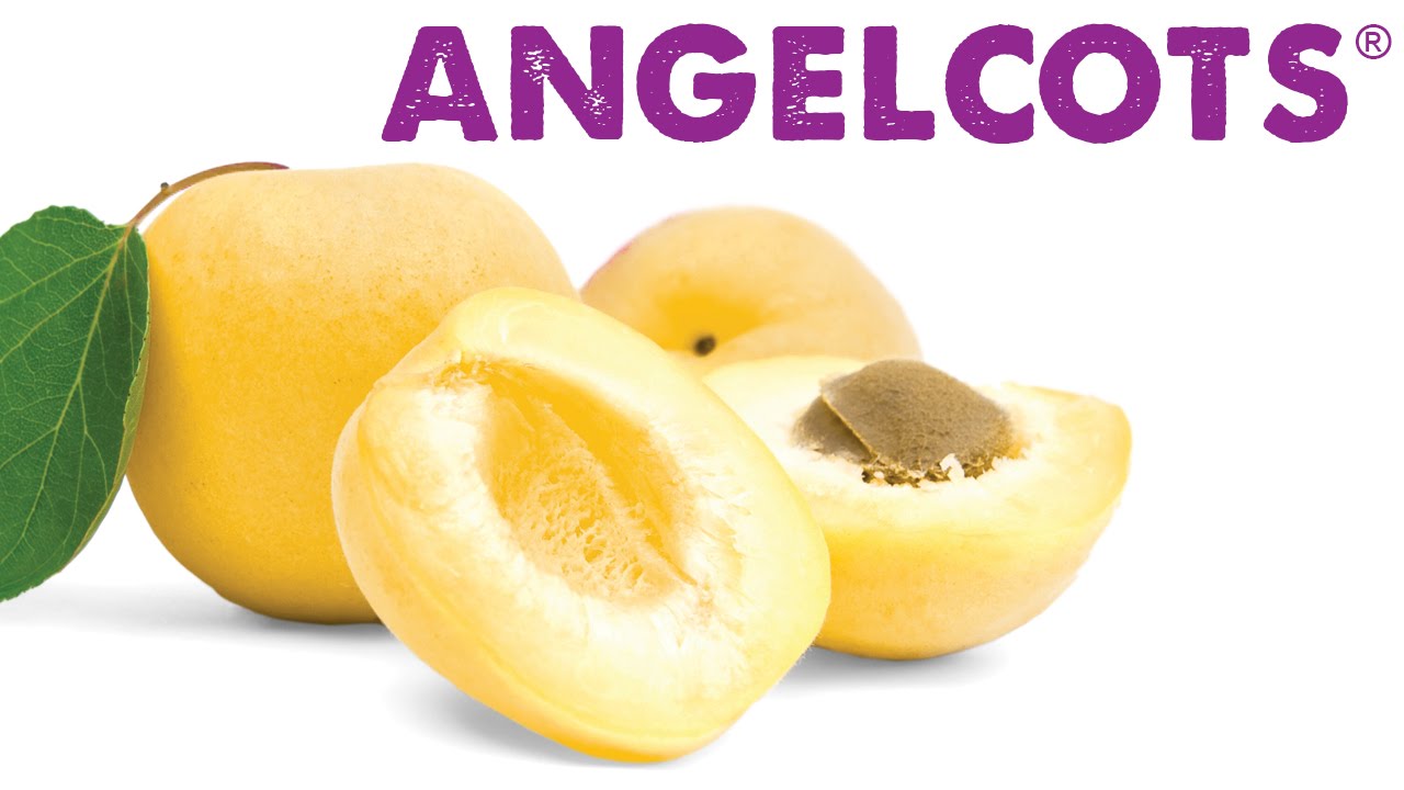 What is an Angelcot? - YouTube