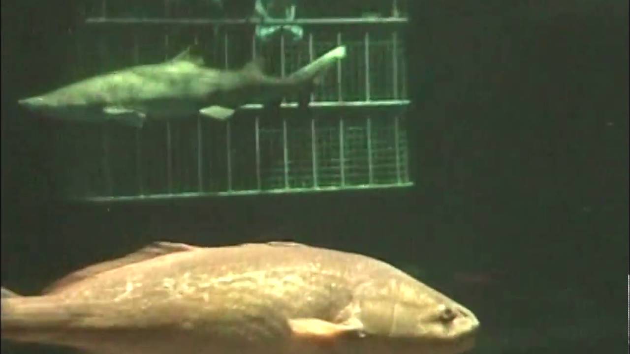 Sharks Deep Dive at Seaworld Orlando June 9, 2008 - YouTube