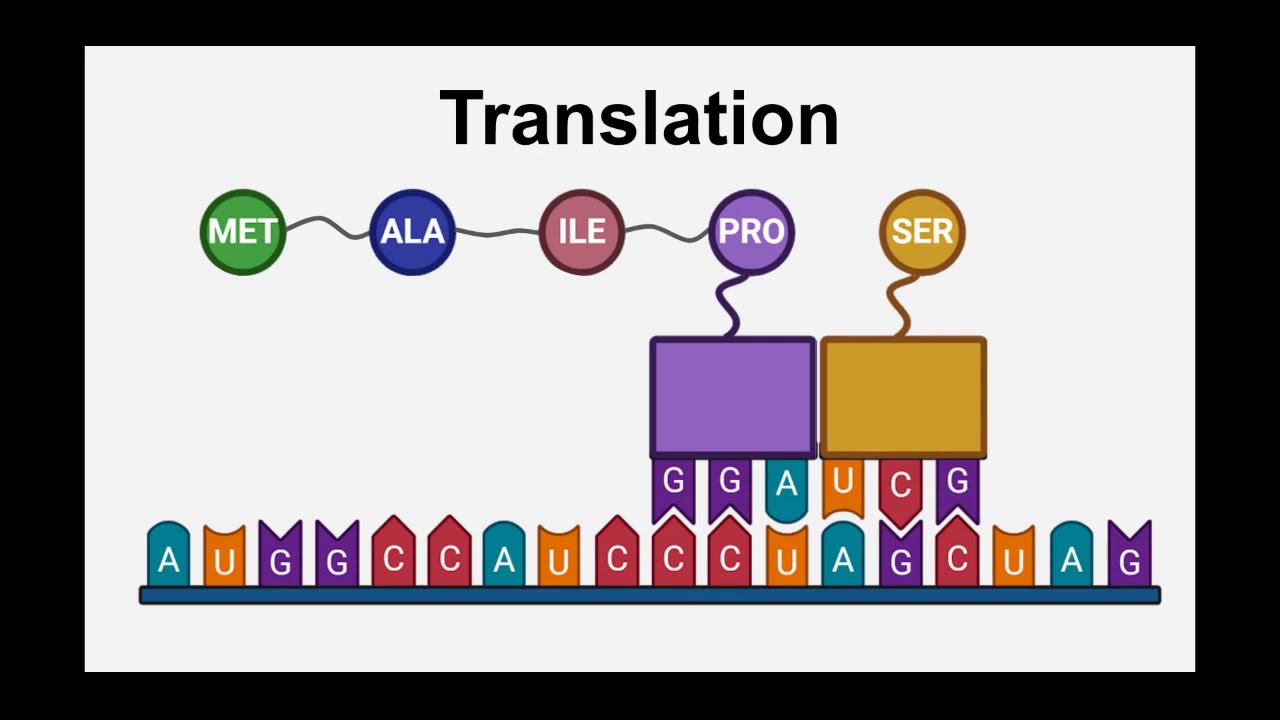 Gene expression animation - no sound - YouTube
