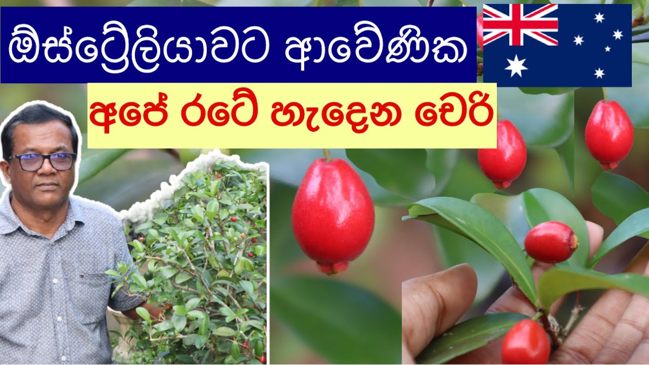 ඕස්ට්‍රේලියාවෙන් ආපු |බීජ පැලෙන් අවුරුද්දෙන් ගෙඩි එන Australian Beach ...
