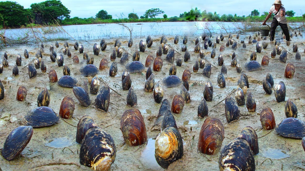 Unique Mud Clams! a fisherman dig mud to catch clams at side of lake ...