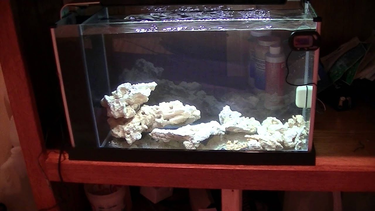 Fluval Spec V Reef Update And New Coral - YouTube