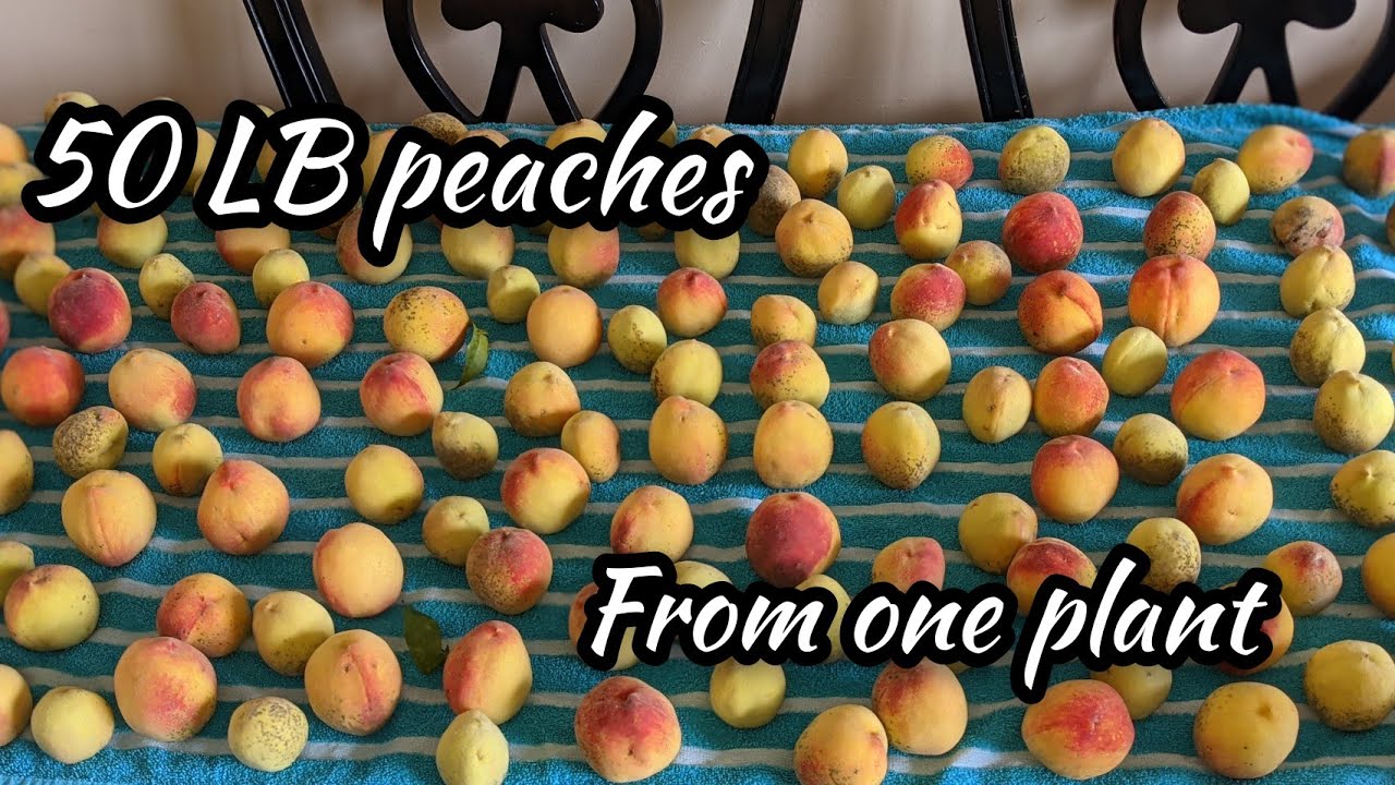 50 lb Peach harvest from one plant | How to Ripen Peaches inside the ...