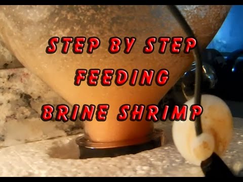 Step by Step feeding Brine Shrimp - YouTube
