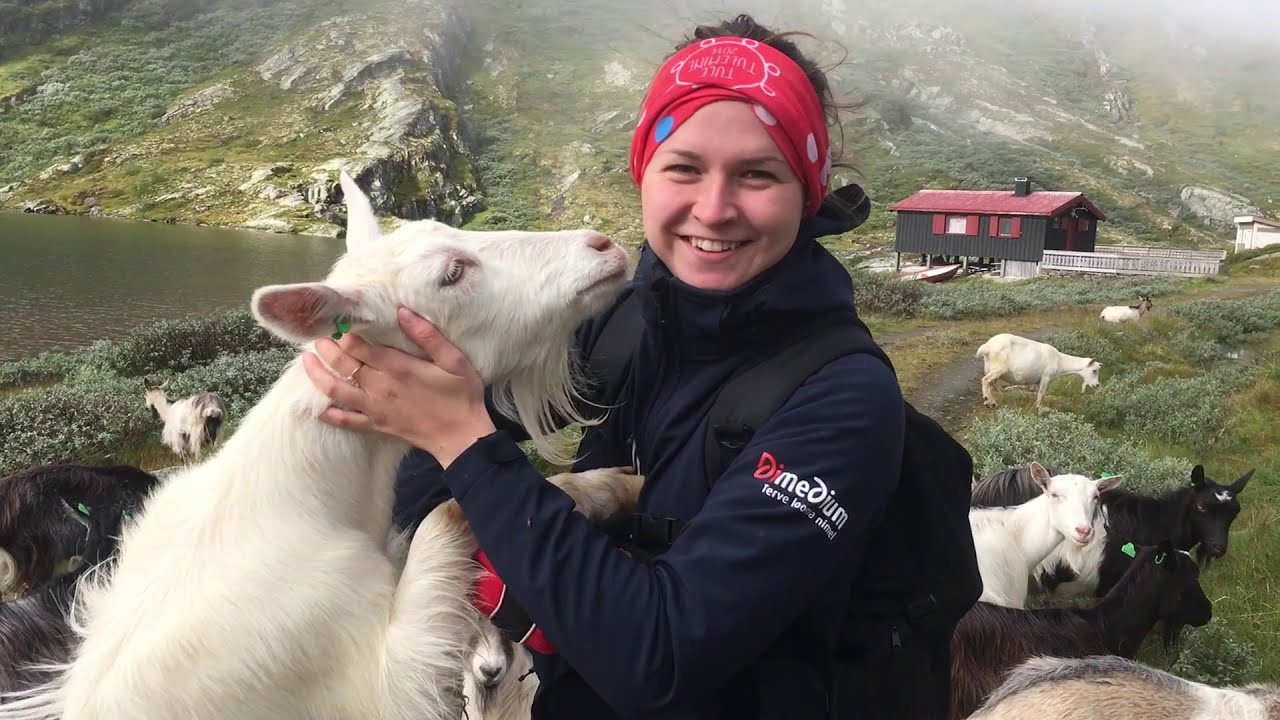 Norway 2017 - Goat farming - YouTube