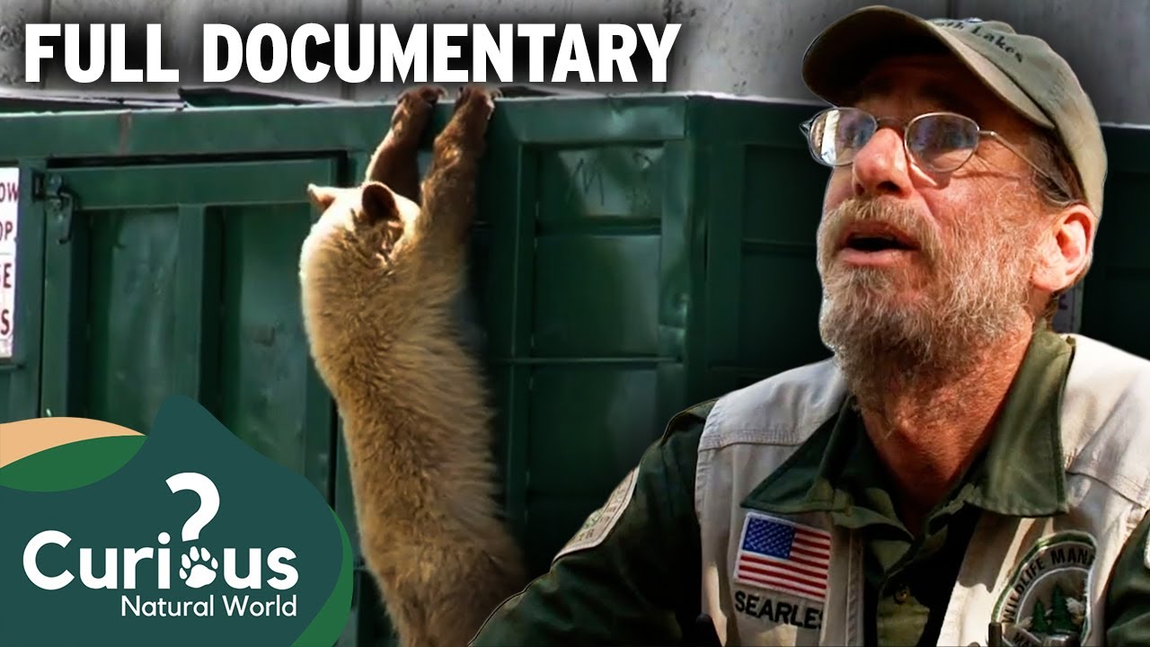 Wildlife Management: A Guide to Coexisting with Bears | Bear ...