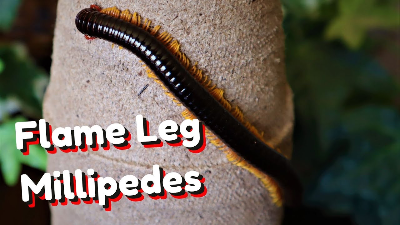 Flameleg Millipede | Basic care and setup | Trigoniulus macropygus ...