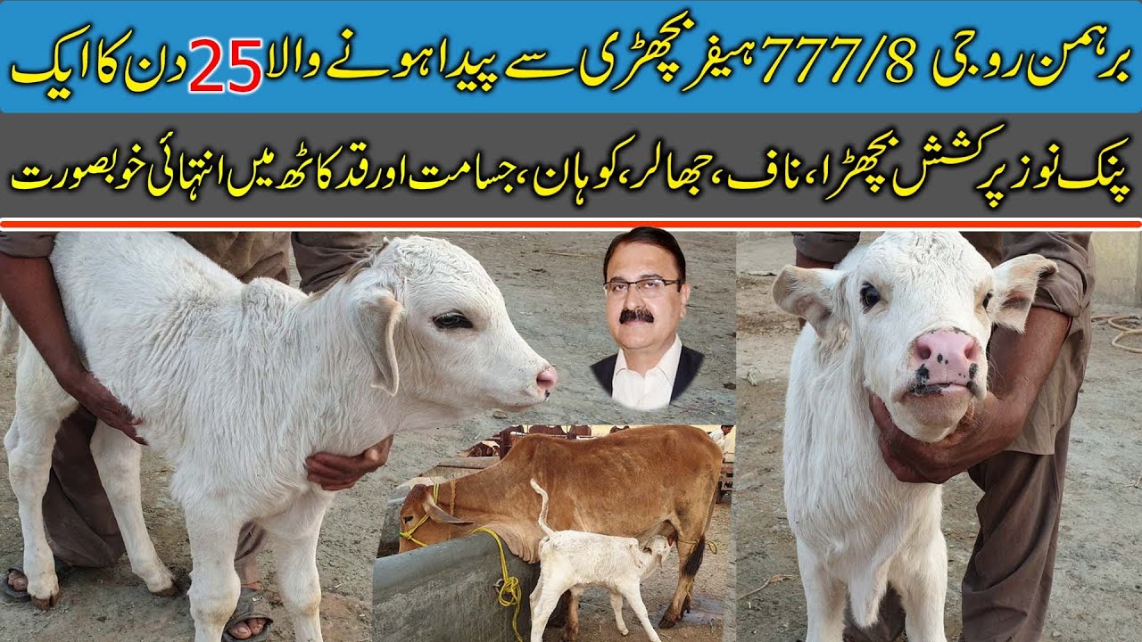 A pink nose calf born from Brahman Roji 777/8 cow, very attractive ...