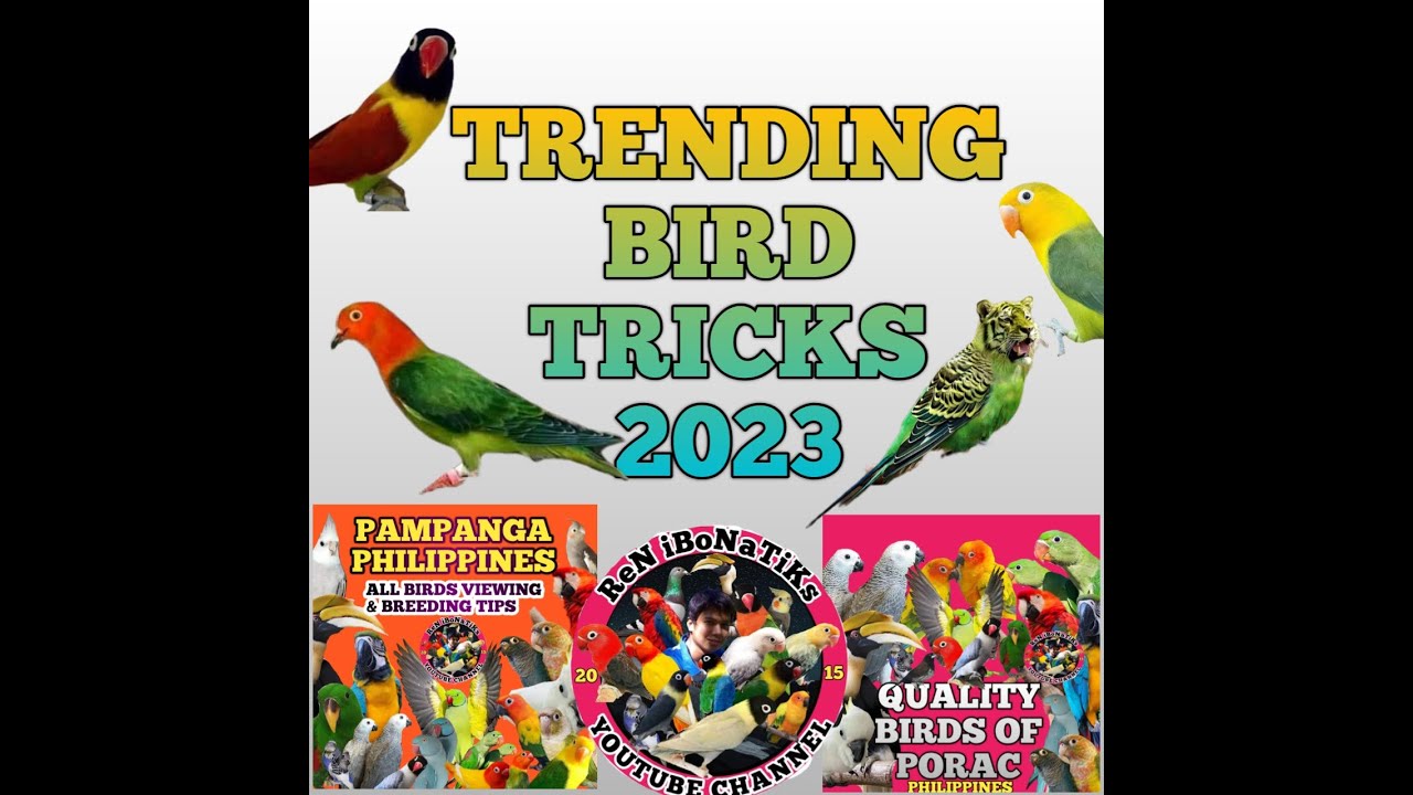 Trending Bird Tricks 2023CTTO - YouTube