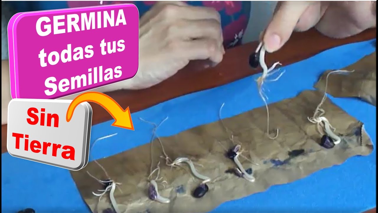 Cómo hacer Germinadores sin tierra Verticales para semillas grandes ...