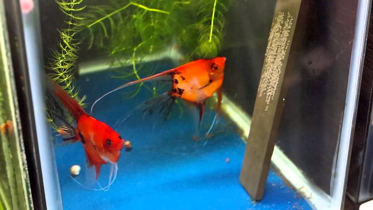 Koi Angelfish Breeding Pair #2078 - YouTube